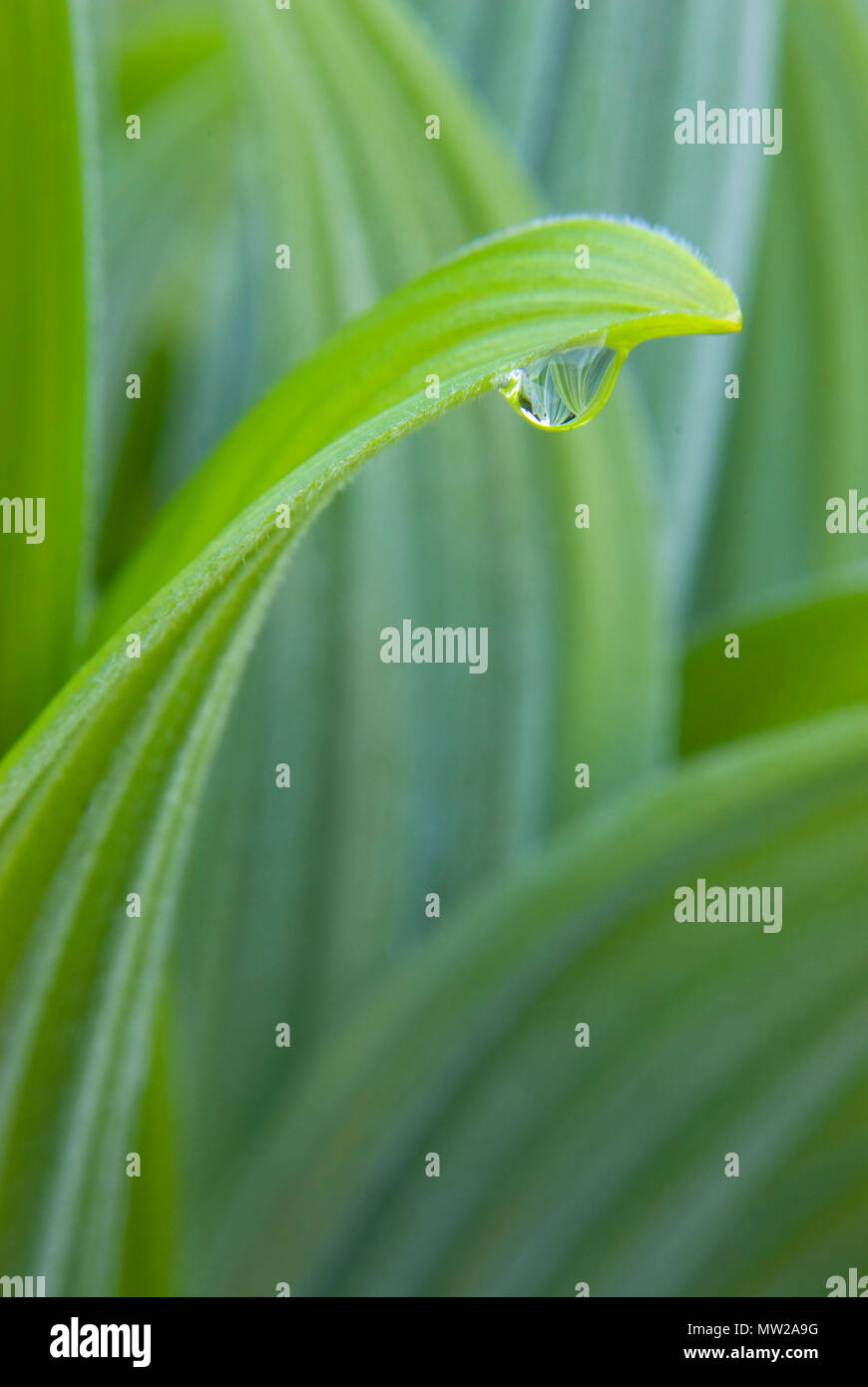 Giant false hellebore hi-res stock photography and images - Alamy