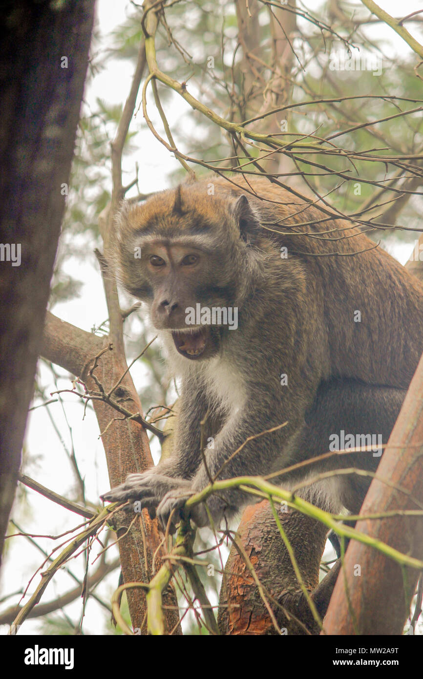 monkey at merapi volcano national park, yogyakarta Stock Photo - Alamy