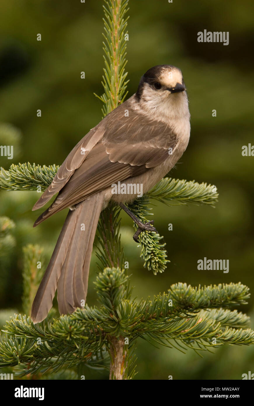 Jay range hi-res stock photography and images - Alamy