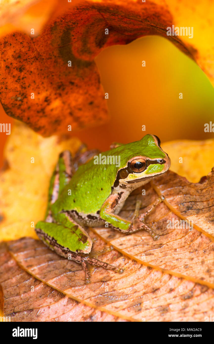 Pacific tree frog (Pseudacris regilla), Nisqually National Wildlife ...