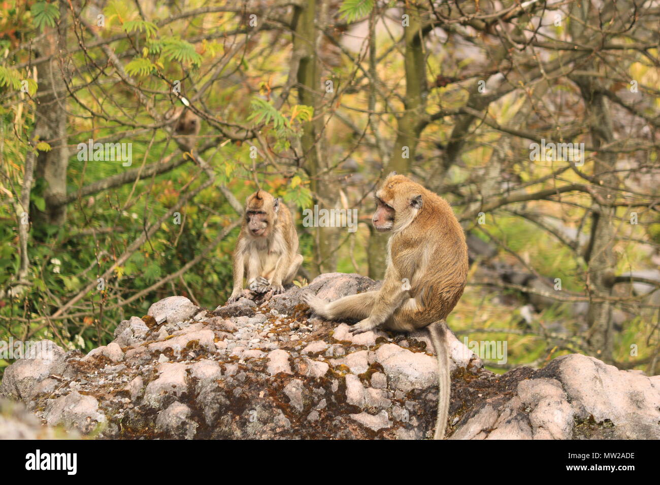 monkey at merapi volcano national park, yogyakarta Stock Photo - Alamy