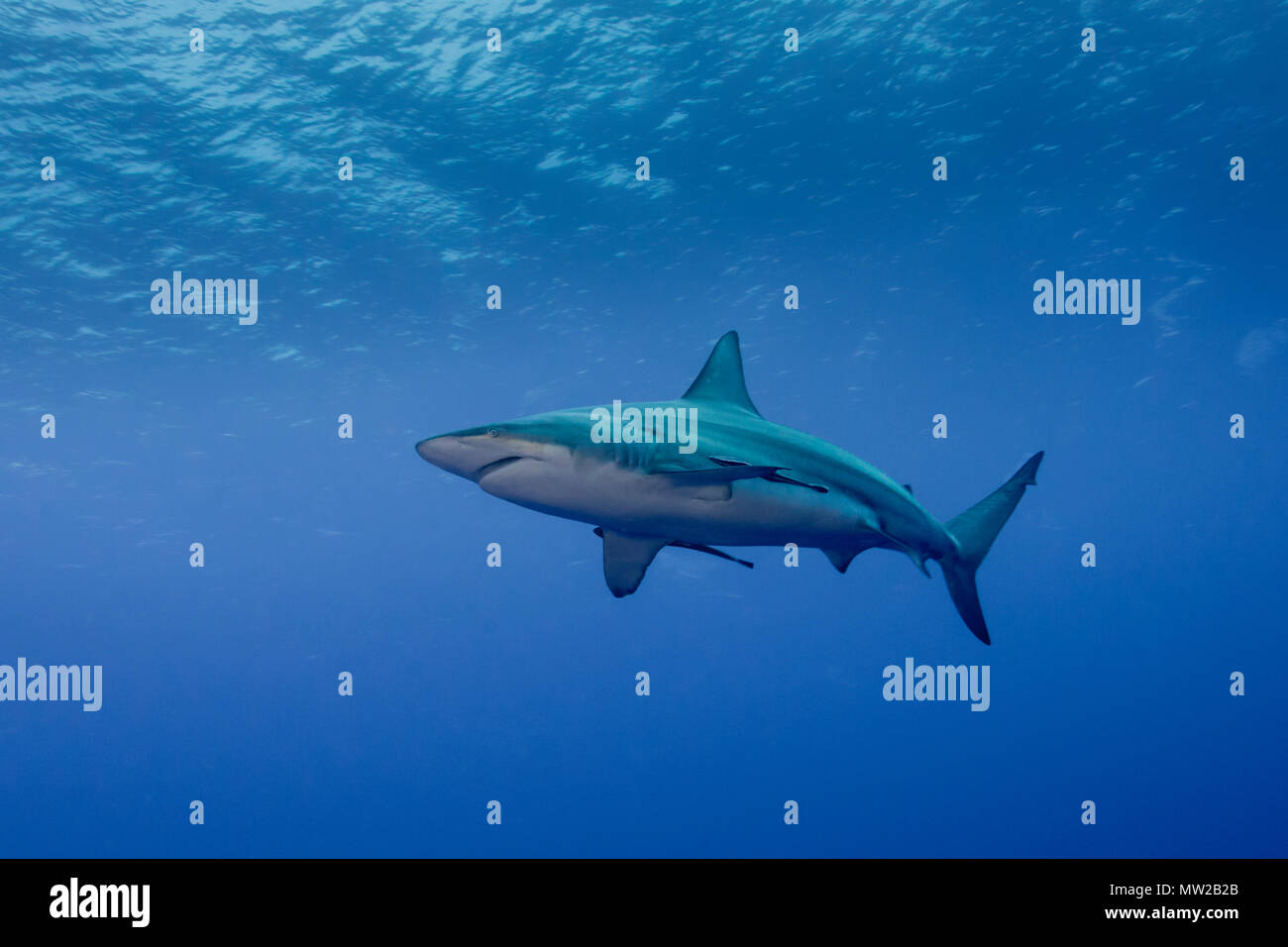 Blacktip hi-res stock photography and images - Alamy