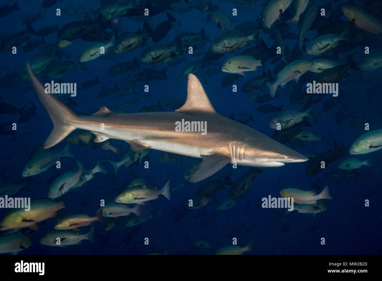 Blacktip shark hi-res stock photography and images - Alamy
