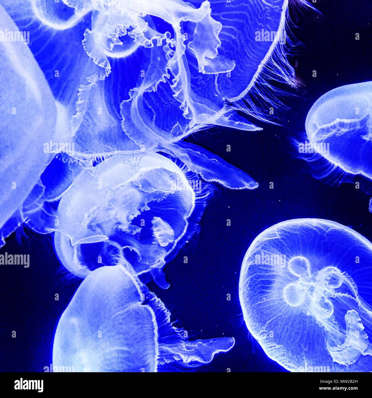 Ocean lifeforms hi-res stock photography and images - Alamy