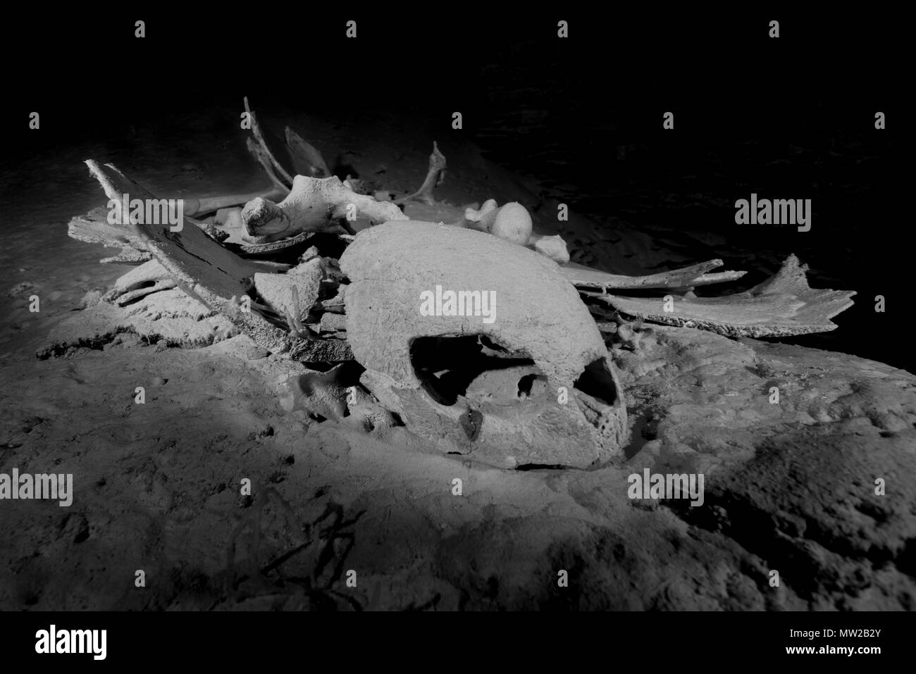 Turtle bones hi-res stock photography and images - Alamy