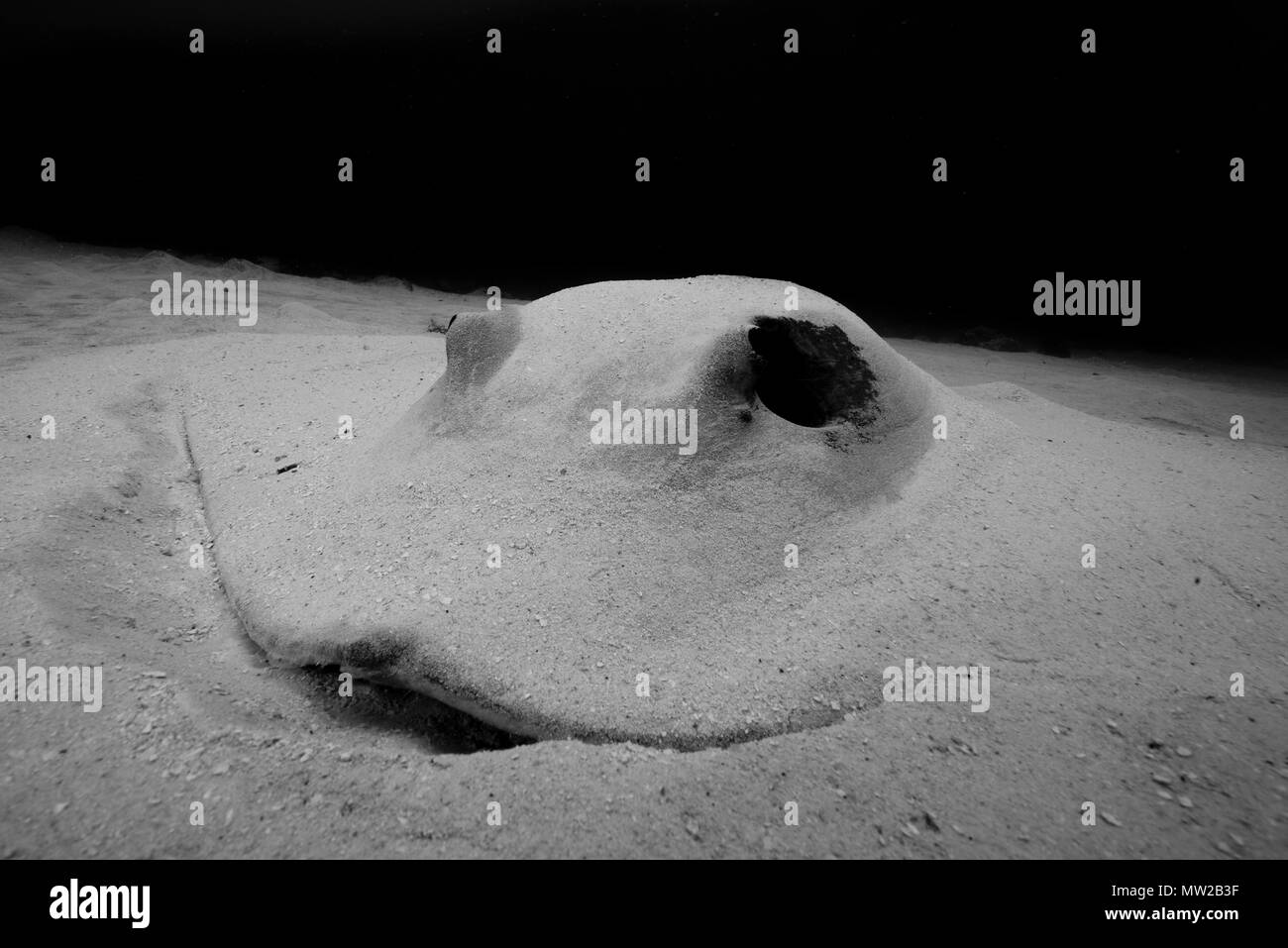 Feathertail Sting Ray Stock Photo - Alamy