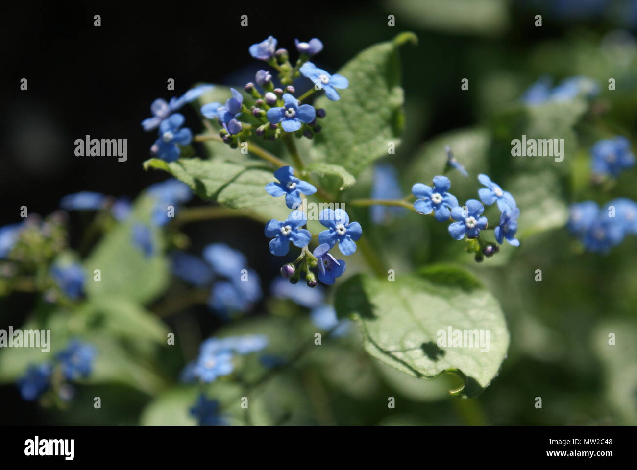 Blue flowers small garden shrub hi-res stock photography and images - Alamy
