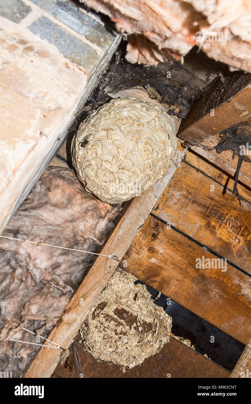 Wasp nests uk hi-res stock photography and images - Alamy
