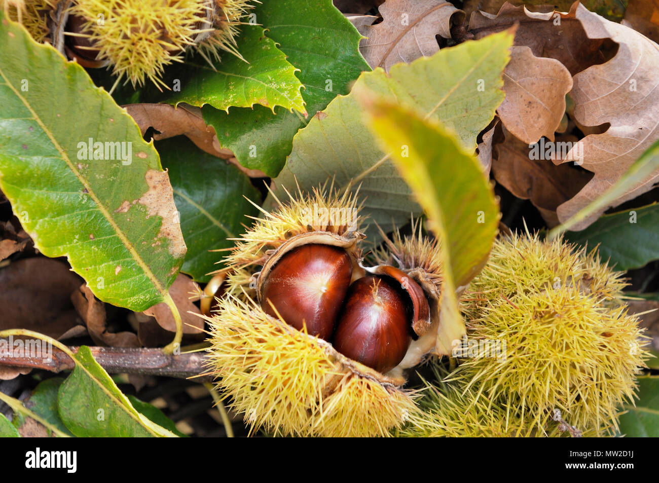 Chestnut bug hi-res stock photography and images - Alamy