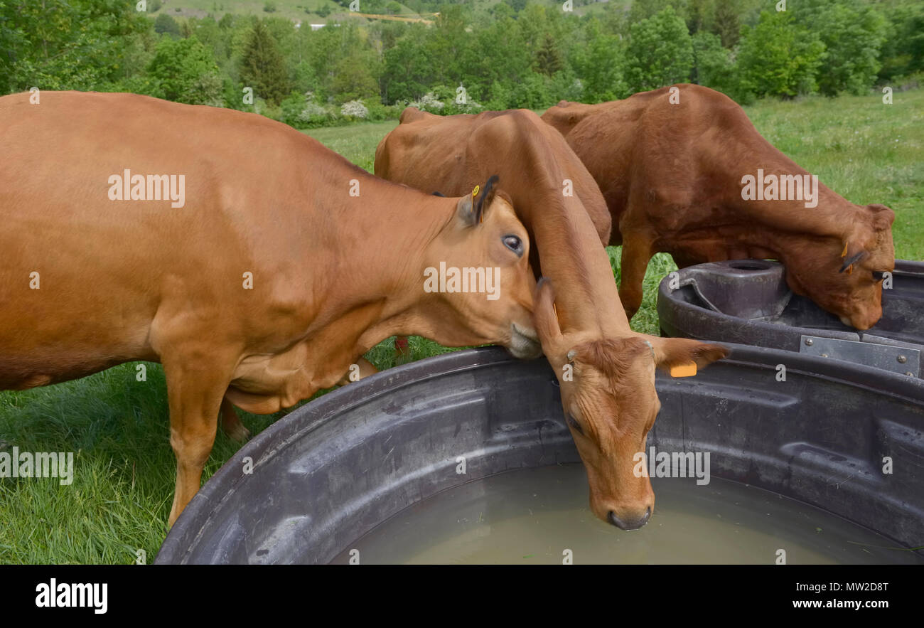 Tarentaise cow hi-res stock photography and images - Alamy