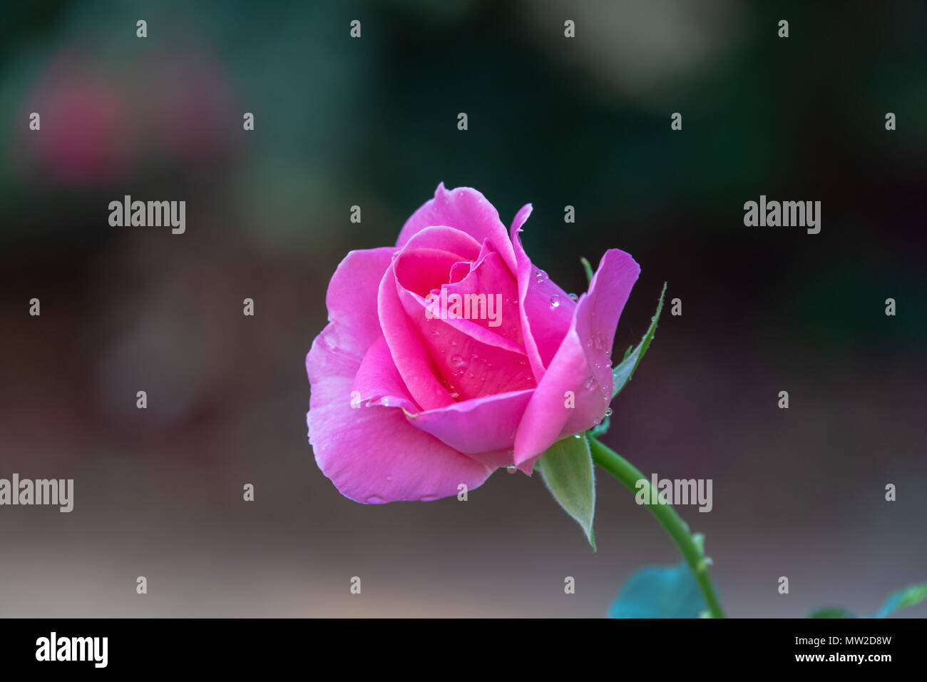 Pink Roses Perth Stock Photo - Alamy