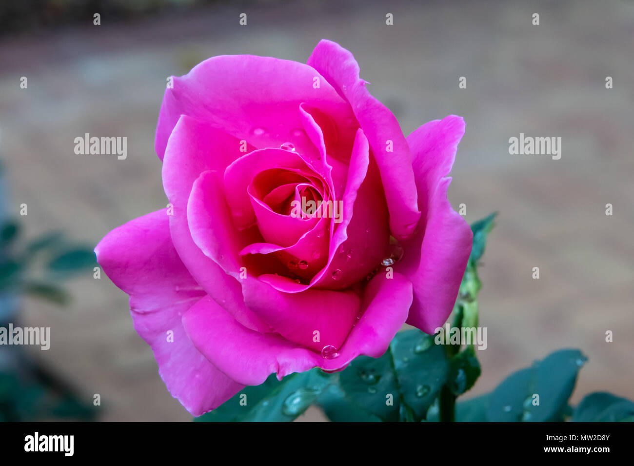Perth rose hi-res stock photography and images - Alamy