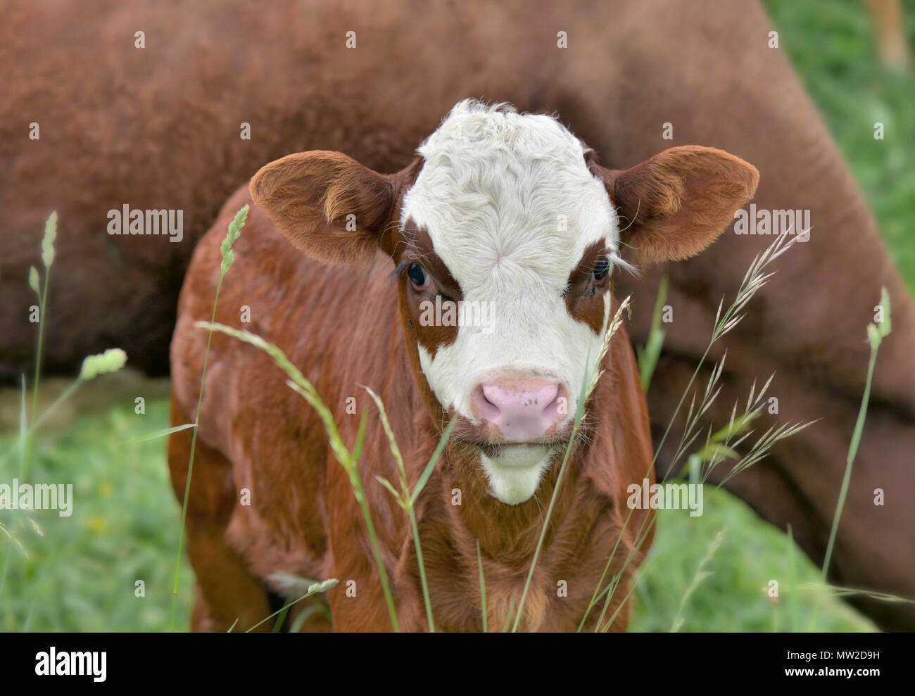 cute little calf white and brown in grass with cow background Stock ...