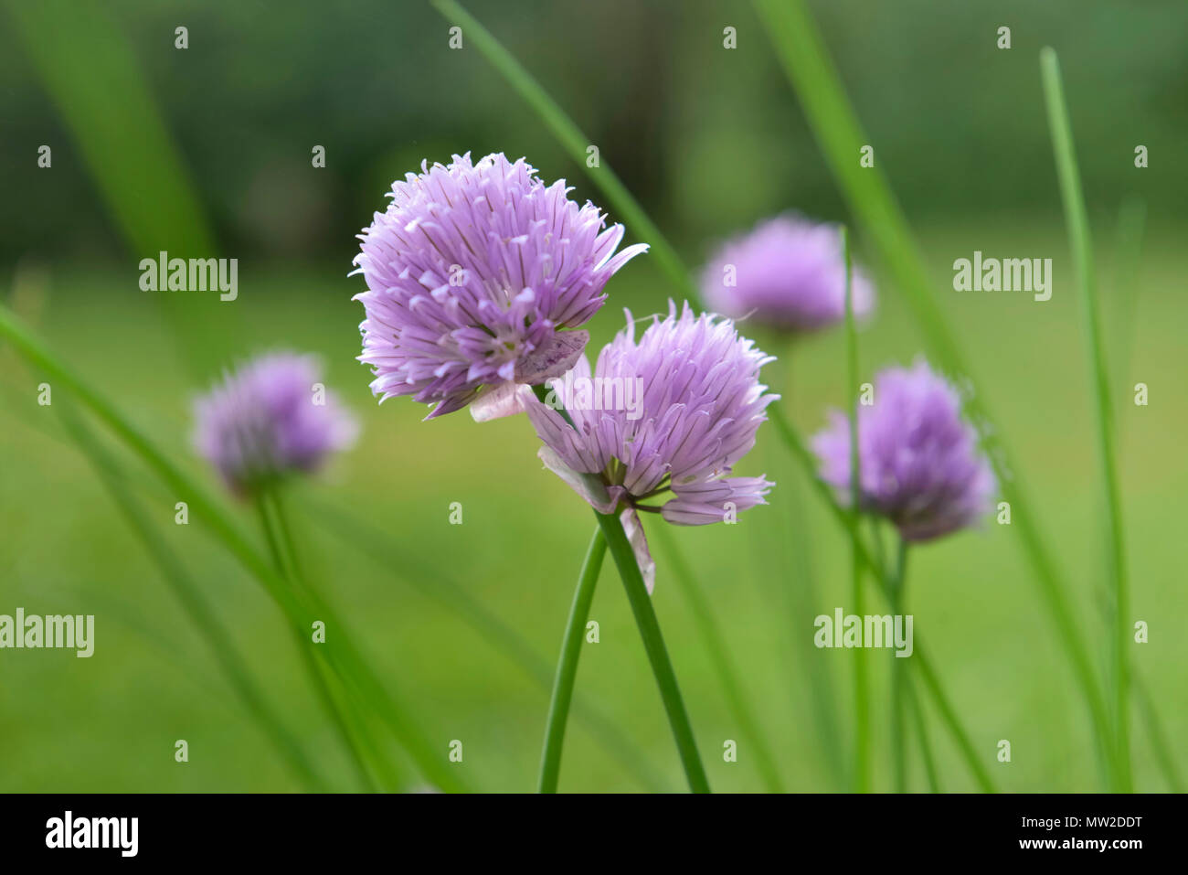 Shive hi-res stock photography and images - Alamy