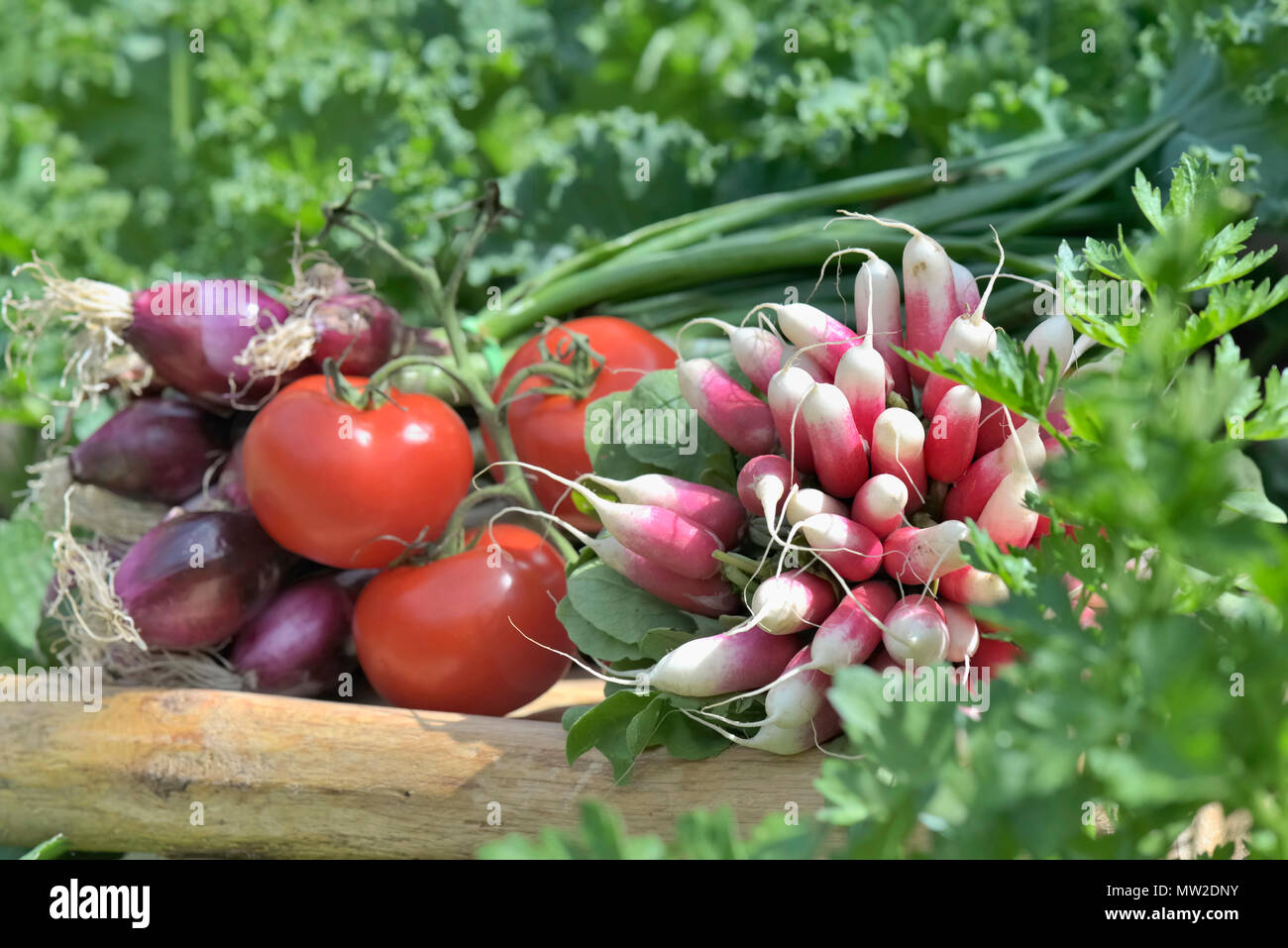 fresh vegetables harvested in a garden and put on a plank among leaf ...