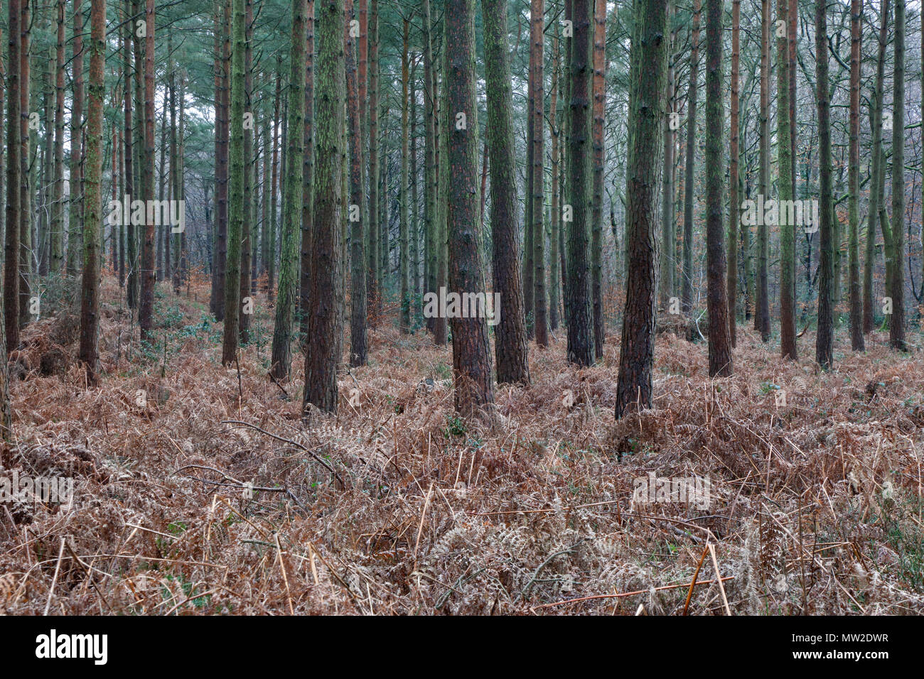 Winterfold Wood in Surrey Hills, Surrey, England, UK Stock Photo - Alamy