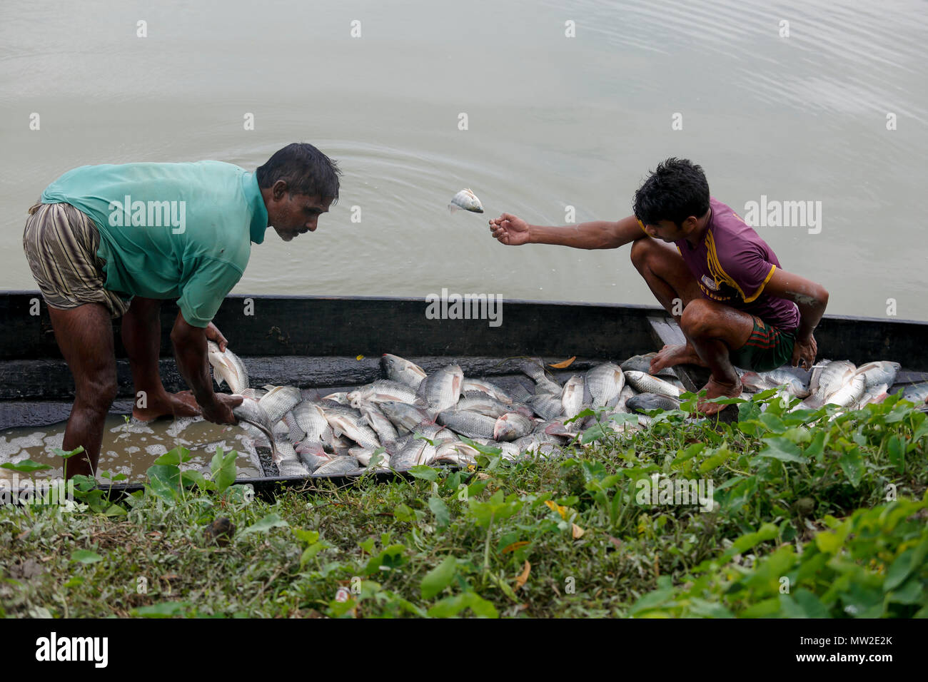 Fish farm aquaculture bangladesh hi-res stock photography and images ...