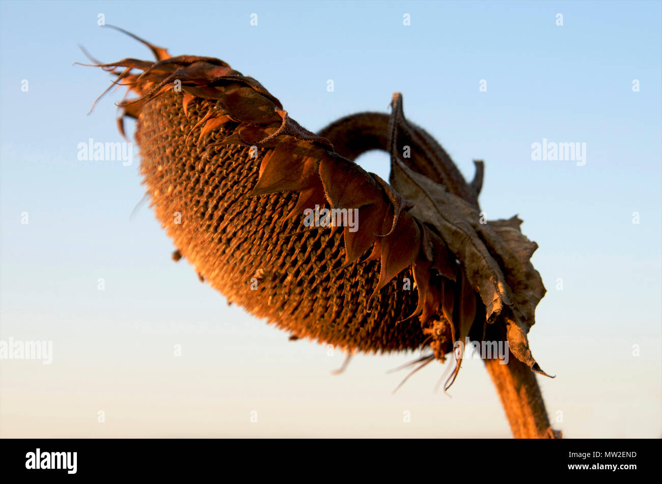 Dead sunflower hi-res stock photography and images - Alamy