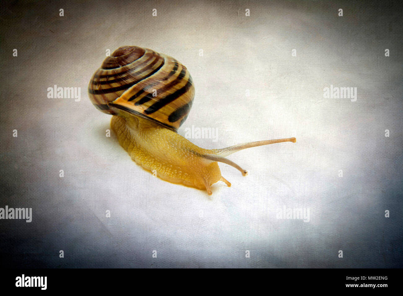 Animal antennas hi-res stock photography and images - Alamy