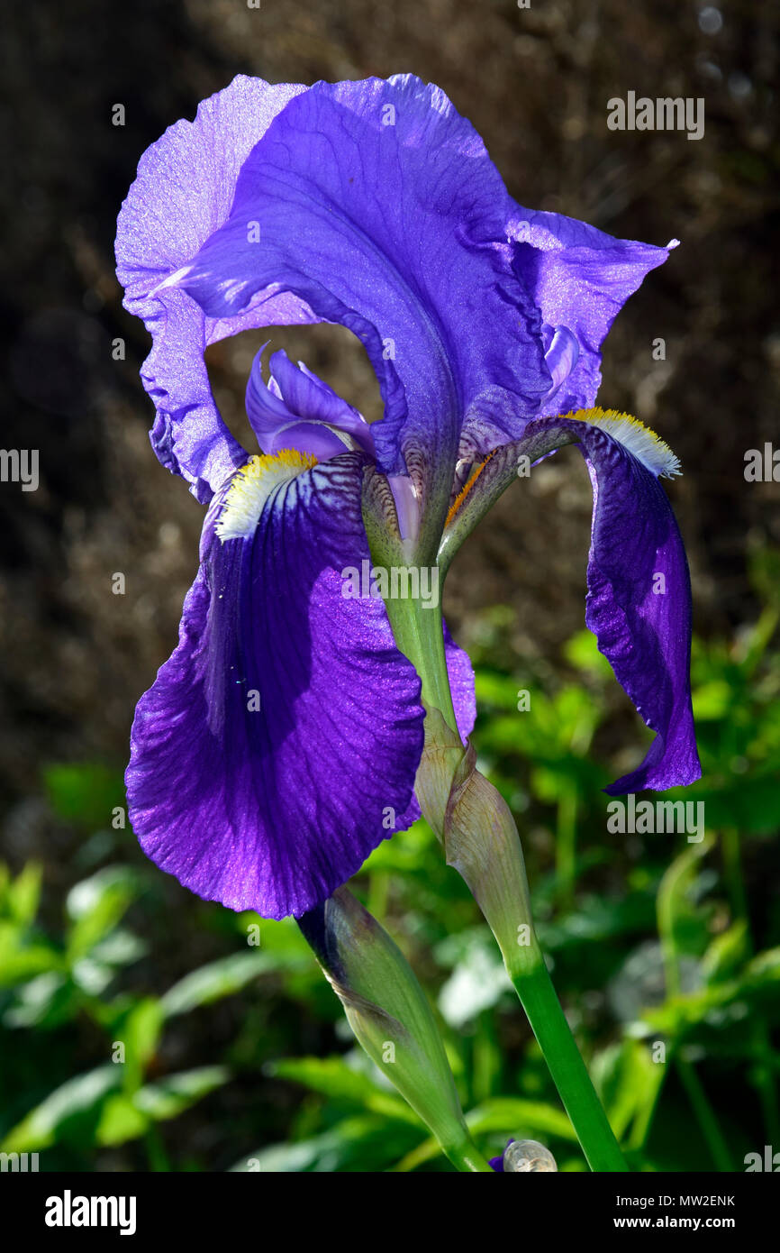 Sweet iris hi-res stock photography and images - Alamy