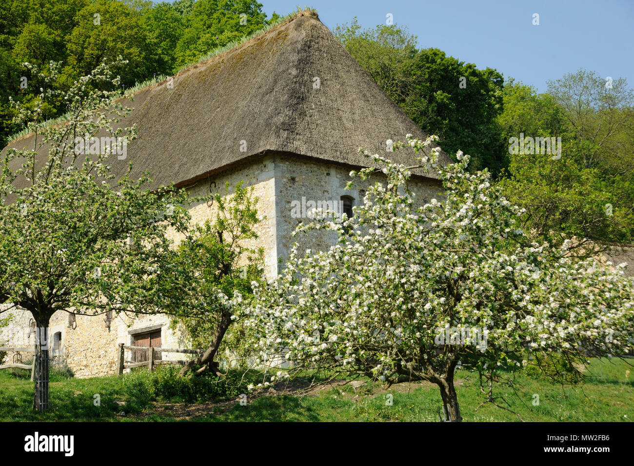 Thatched cottage trail. Apple trees in bloom and farm with a thatched ...