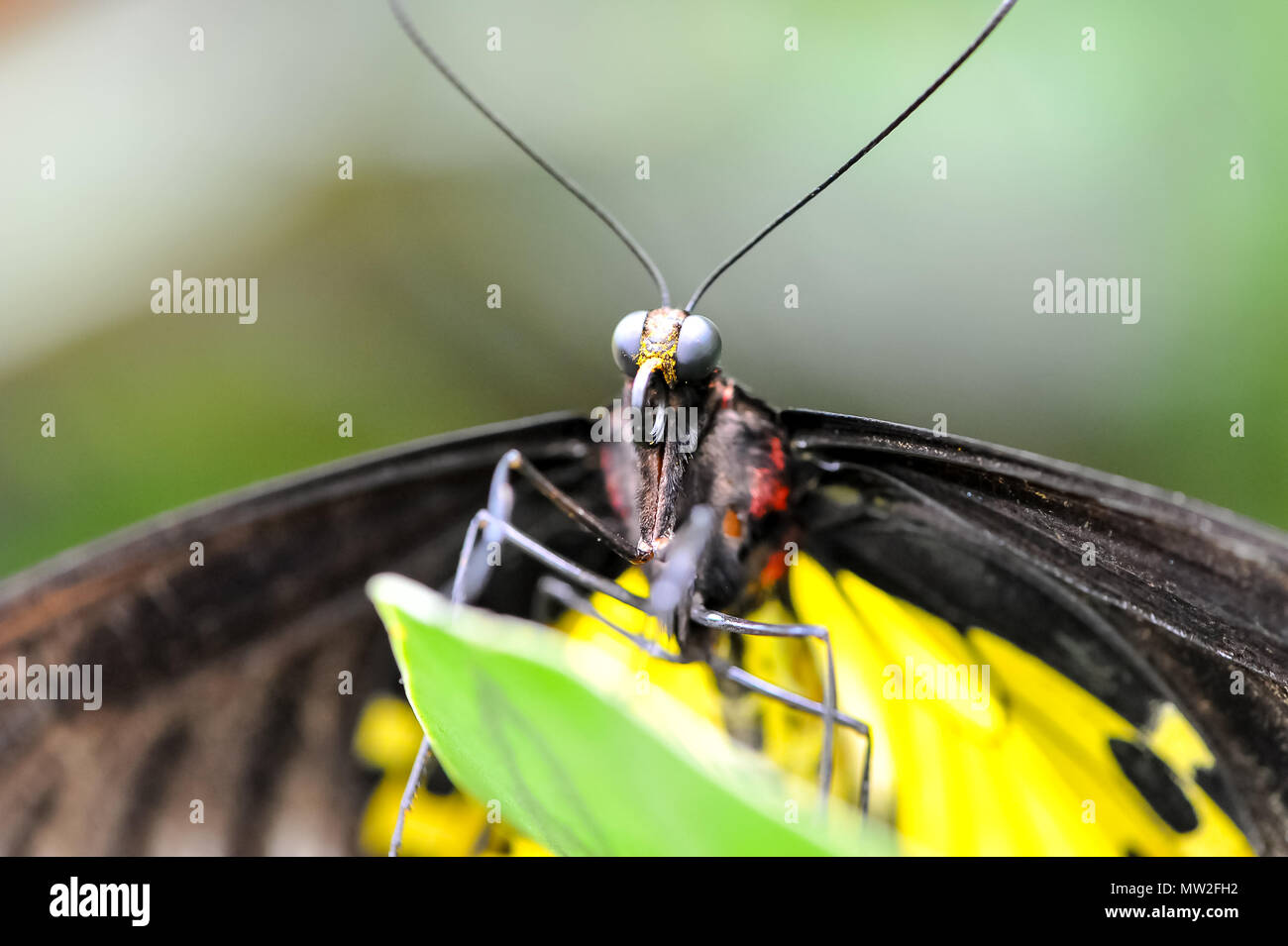 Portrait of a Common Birdwing (Troides helena) which belongs to the ...