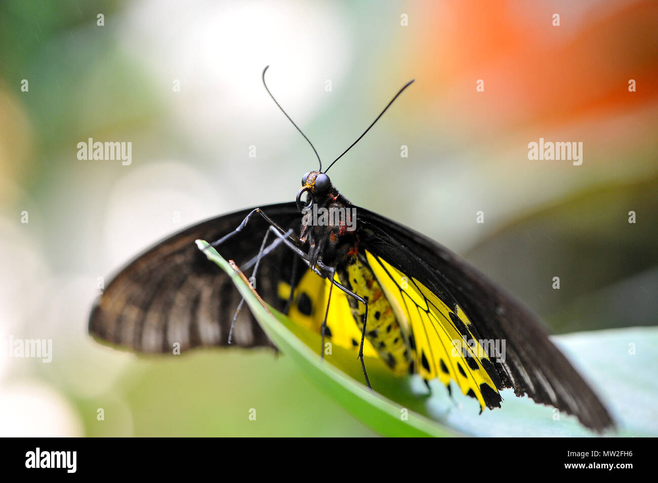 Portrait of a Common Birdwing (Troides helena) which belongs to the ...
