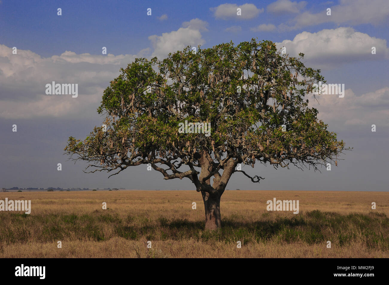 Sausage Tree (Kigelia Africana) in a savannah landscape, Serengeti ...