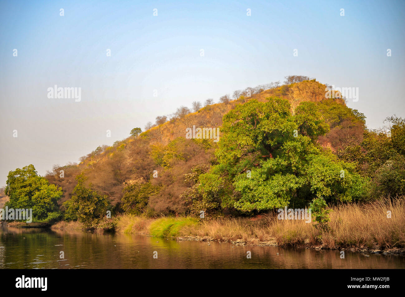 Beautiful landscape in Ranthambore National Park, India. Jungle ...