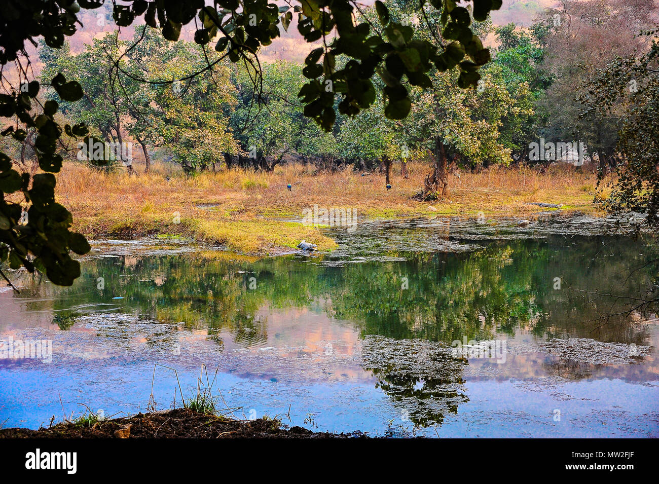 Beautiful wetlands landscape in Ranthambore National Park, India ...