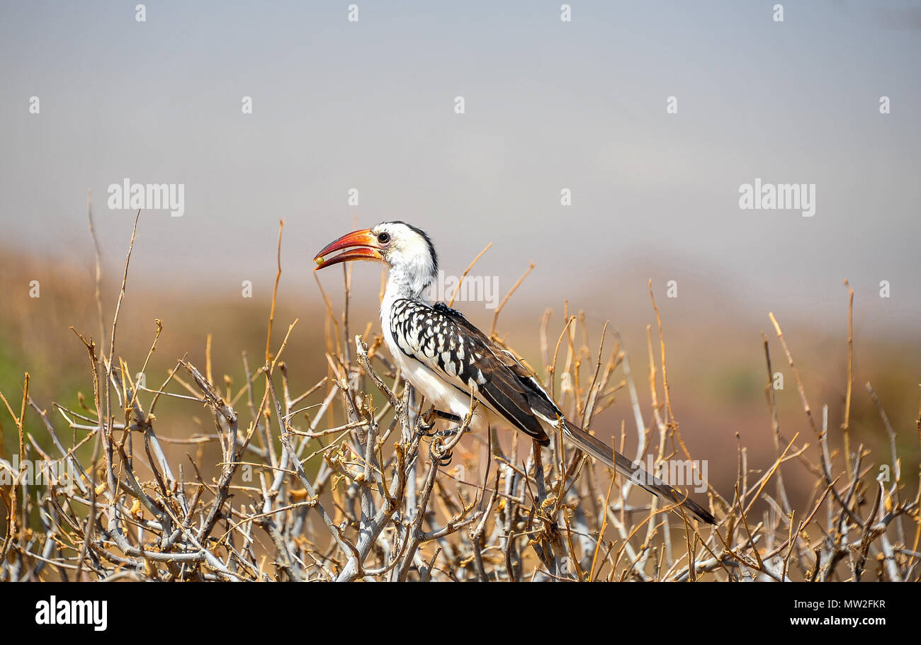 Hornbill eating berries hi-res stock photography and images - Alamy
