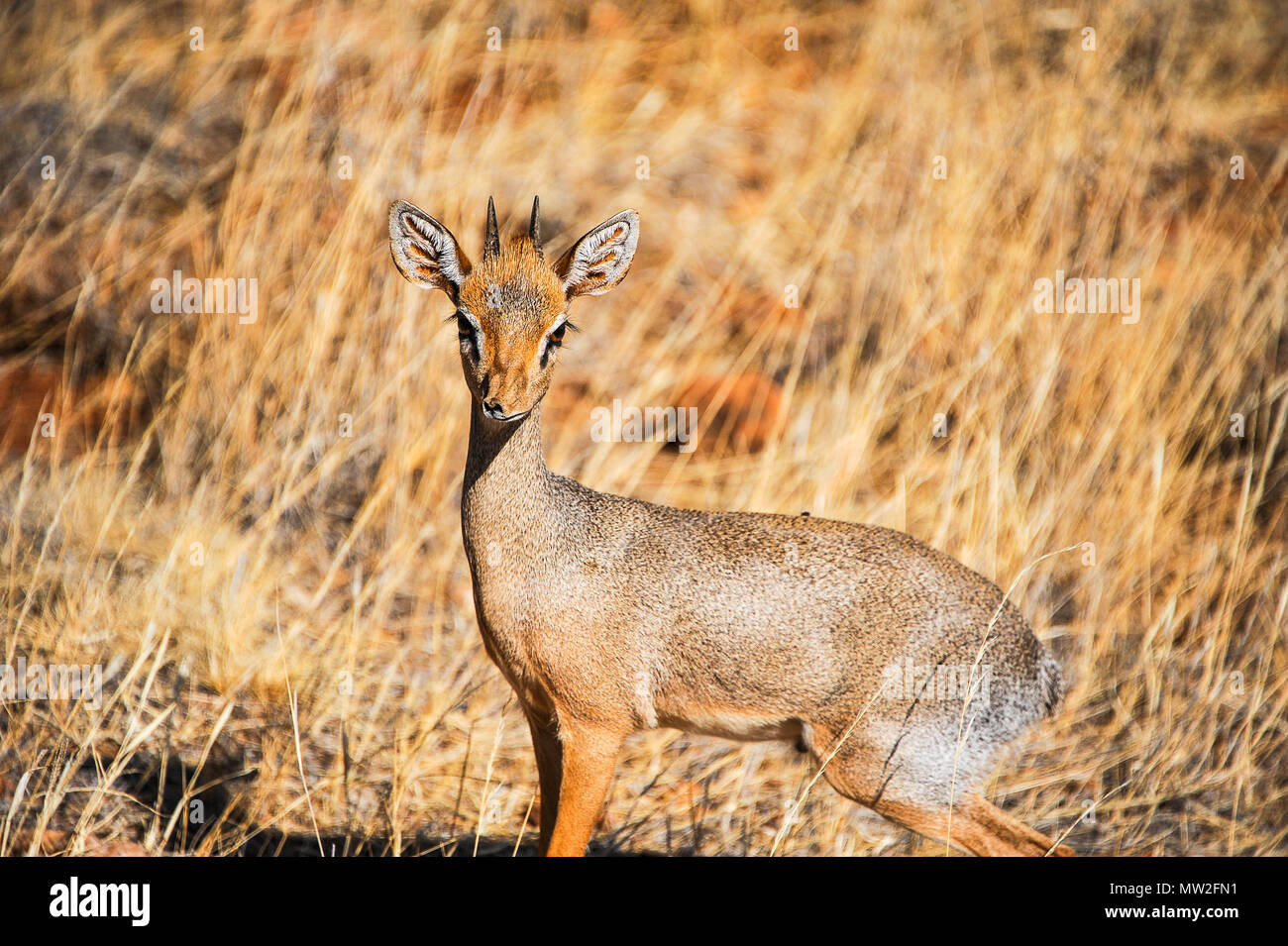 A wary male Dik-Dik captured at sunset in Samburu National Reserve, Kenya Stock Photo - Alamy