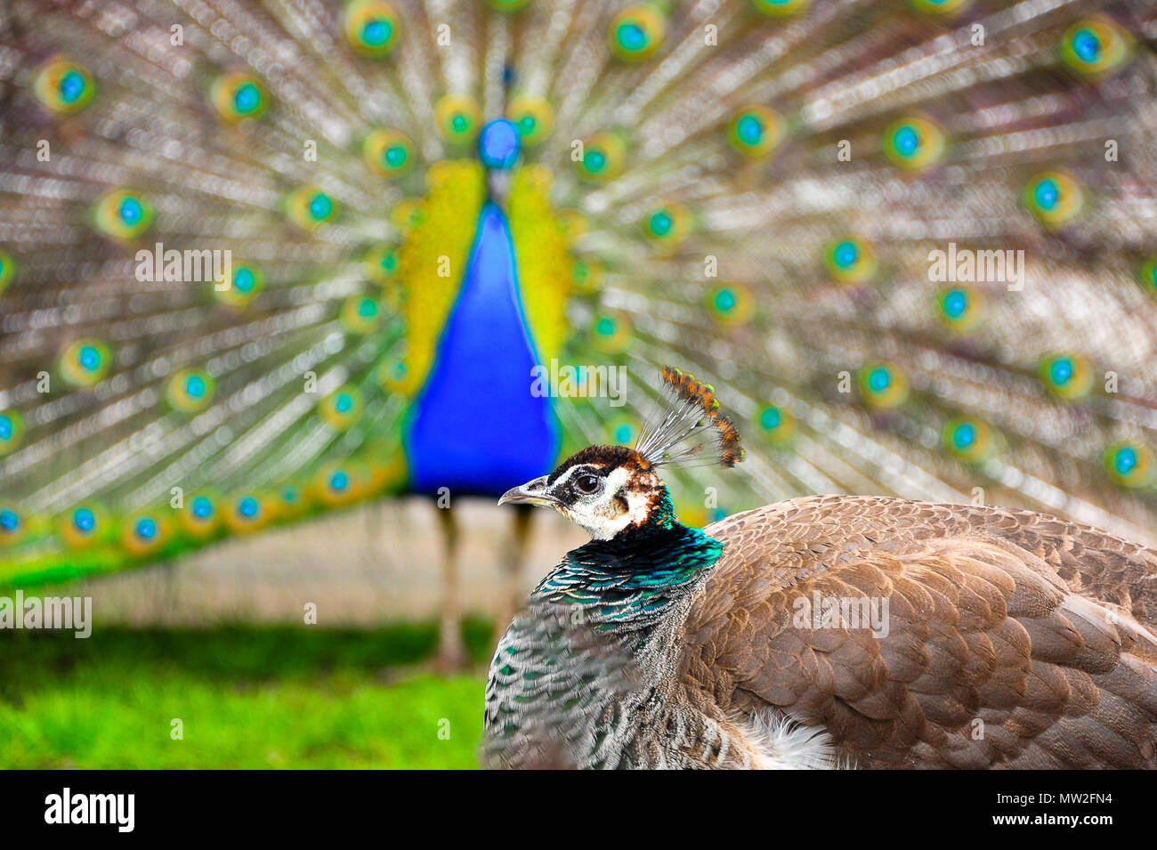 Indian blue peahen provoking a magnificent exhibition from a male in ...