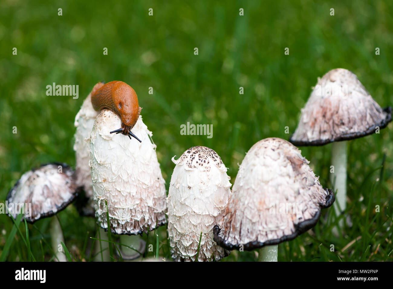 Slug mushrooms hi-res stock photography and images - Alamy