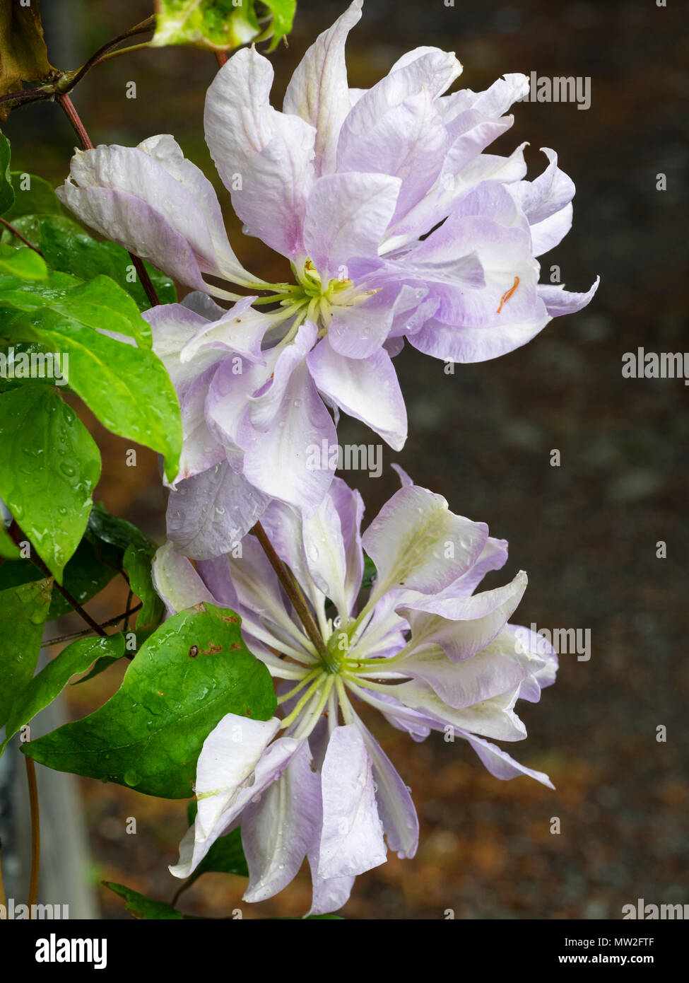 Early summer flowers of the hardy deciduous climber Clematis 'Denny's ...