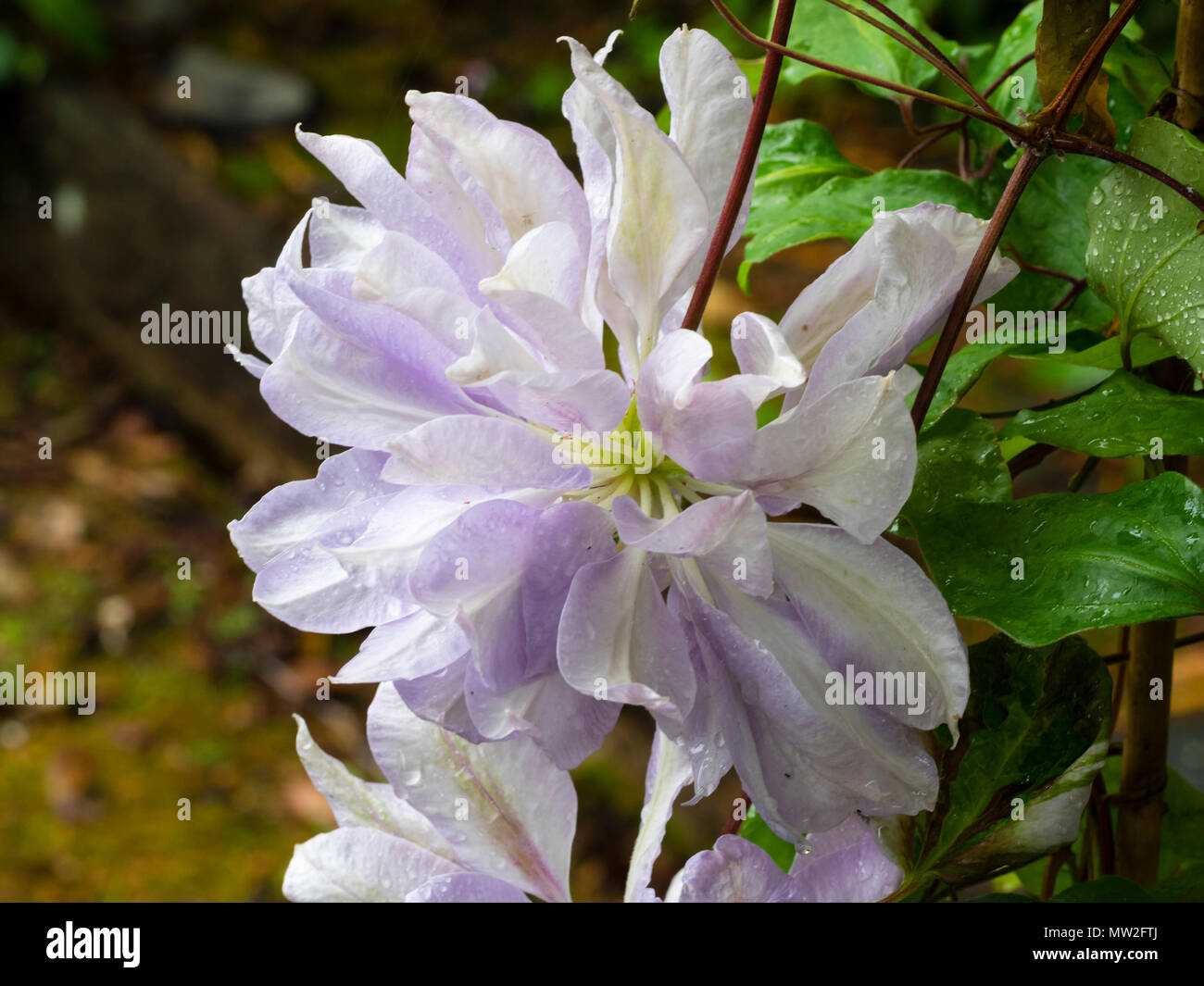 Early summer flowers of the hardy deciduous climber Clematis 'Denny's ...