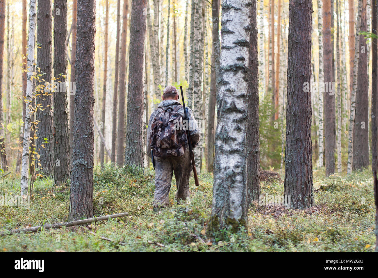 hunter with shotgun walking in the forest Stock Photo - Alamy