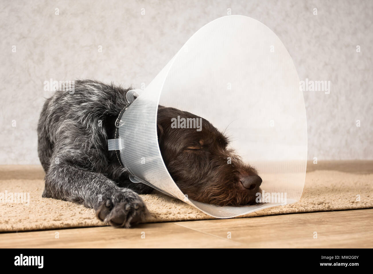 sleeping dog with plastic elizabethan (buster) collar Stock Photo - Alamy