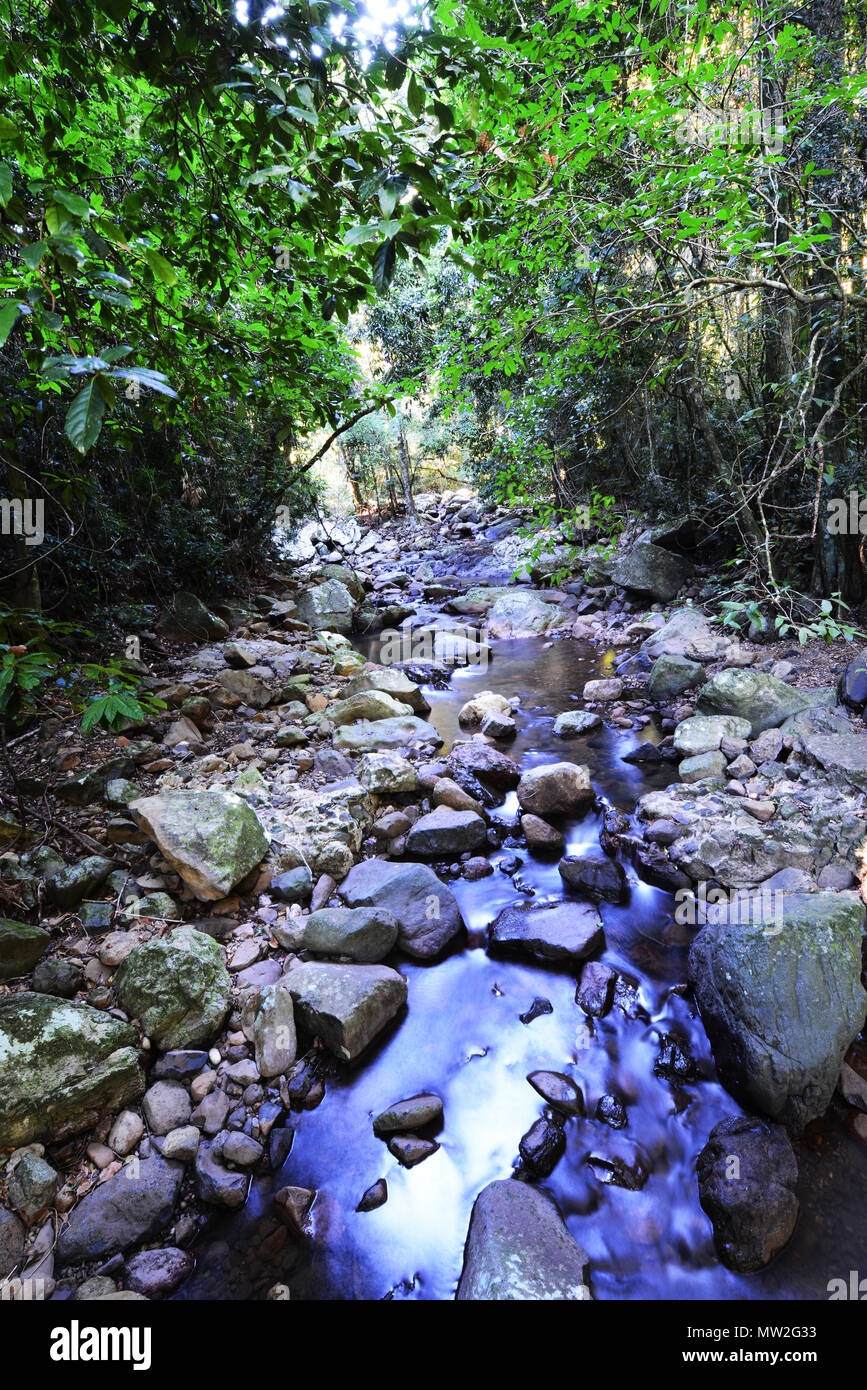 Waterfall at Springbrook national park in Queensland Stock Photo - Alamy