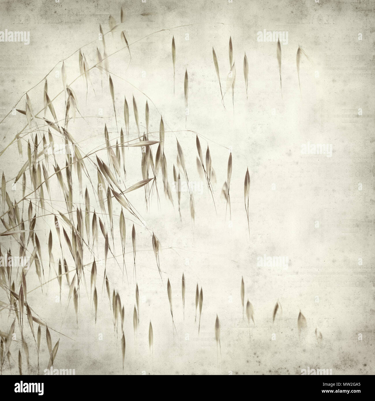textured old paper background with wild oats stems Stock Photo - Alamy