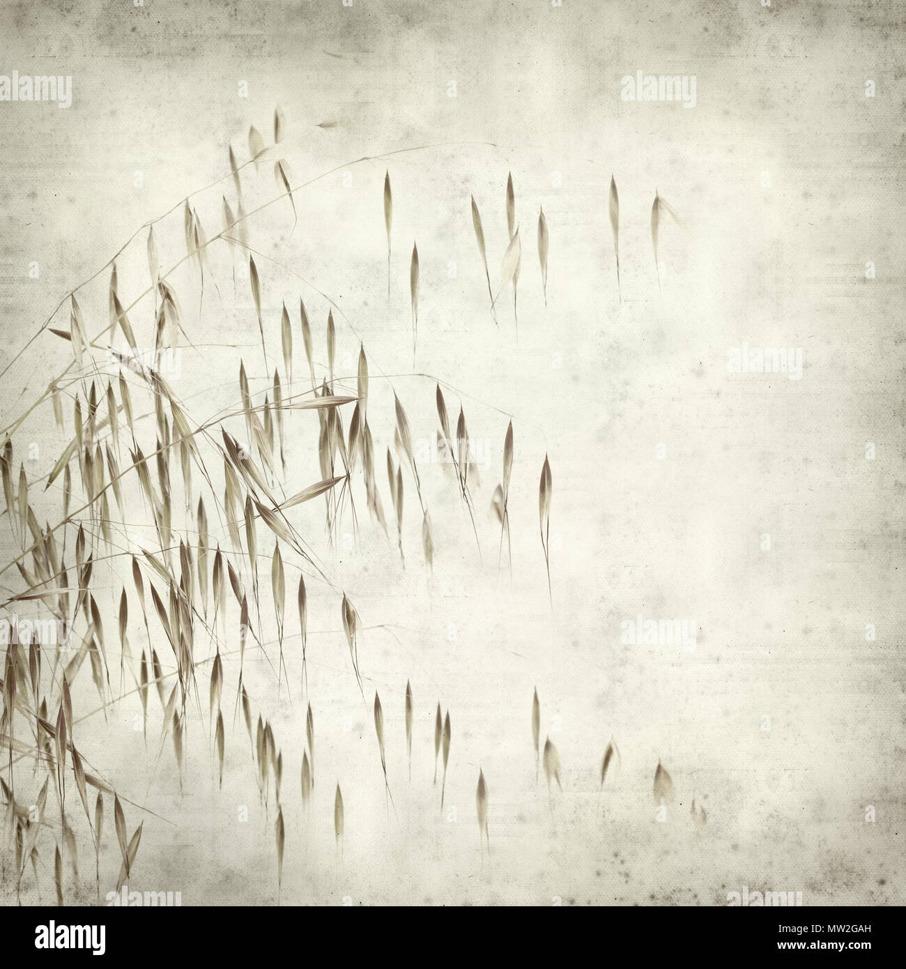textured old paper background with wild oats stems Stock Photo - Alamy
