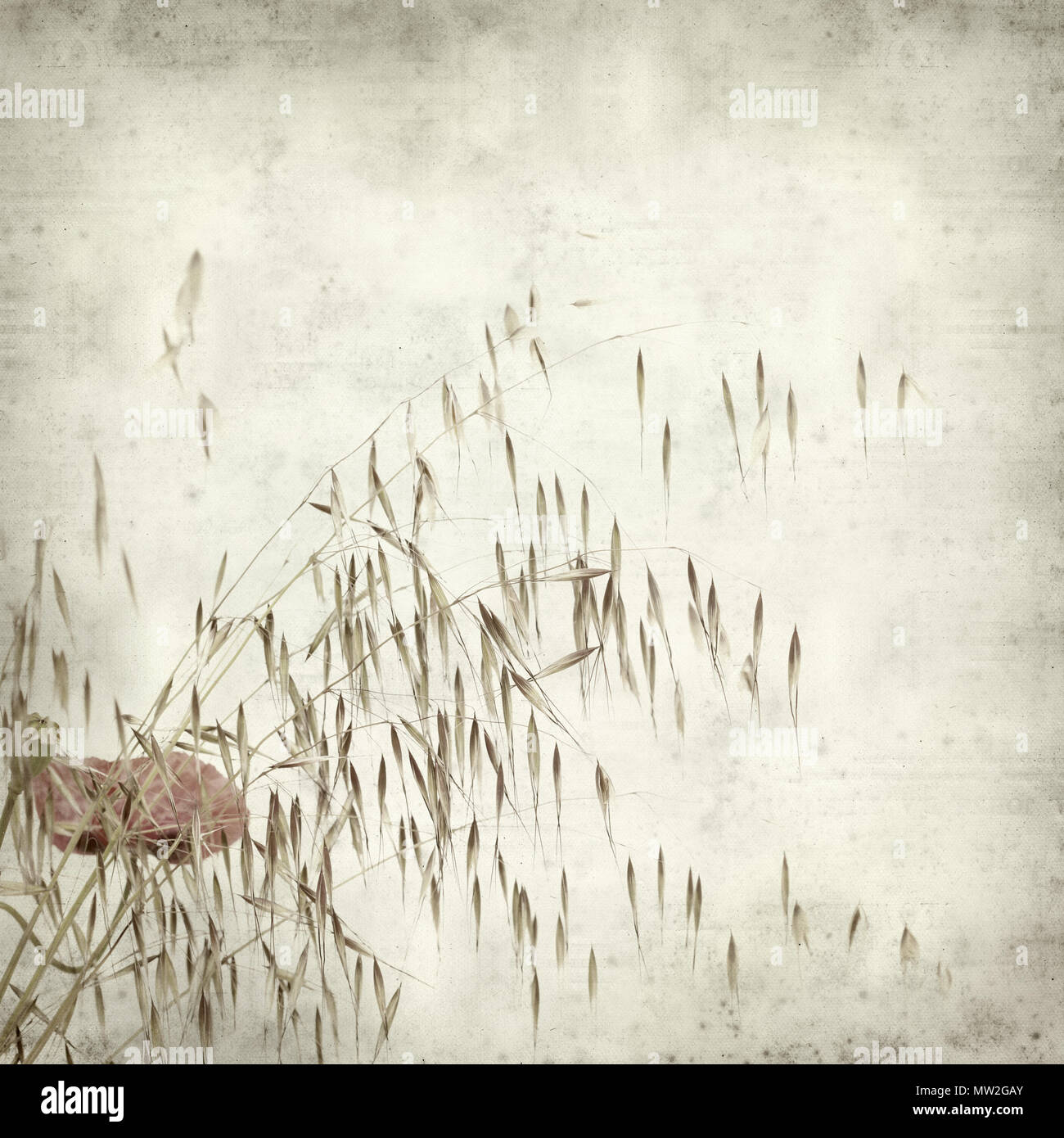 textured old paper background with wild oats stems Stock Photo - Alamy