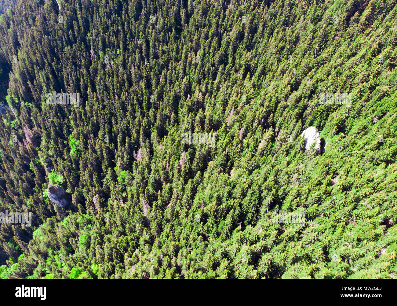 aerial view of forest from drone Stock Photo - Alamy