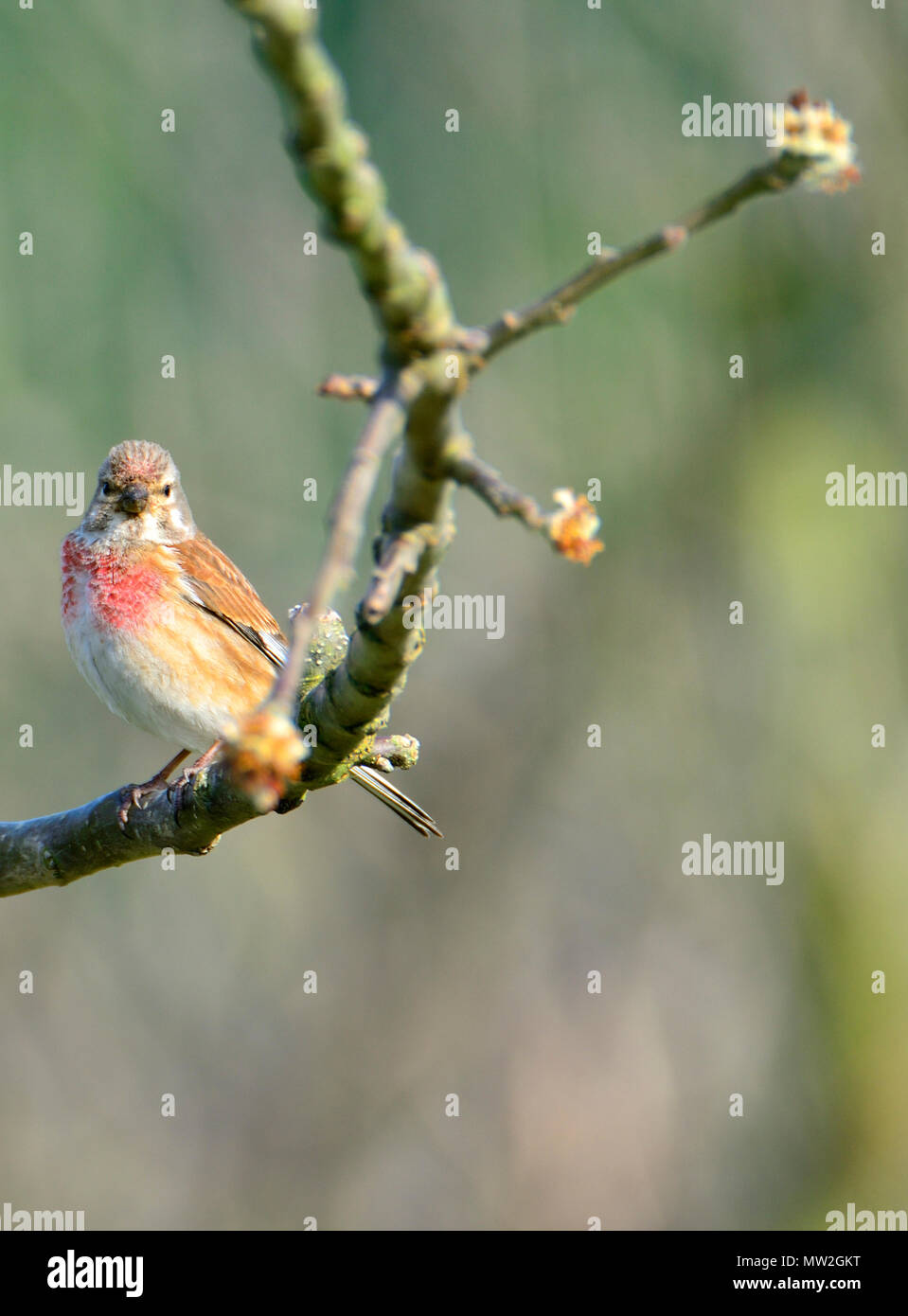 Common linnet linaria cannabina hi-res stock photography and images - Alamy