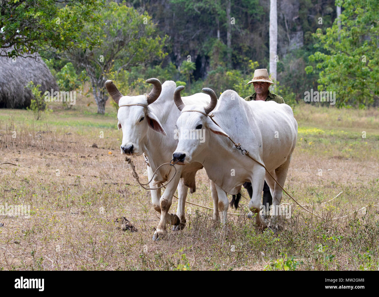 Caribbean farming hi-res stock photography and images - Alamy