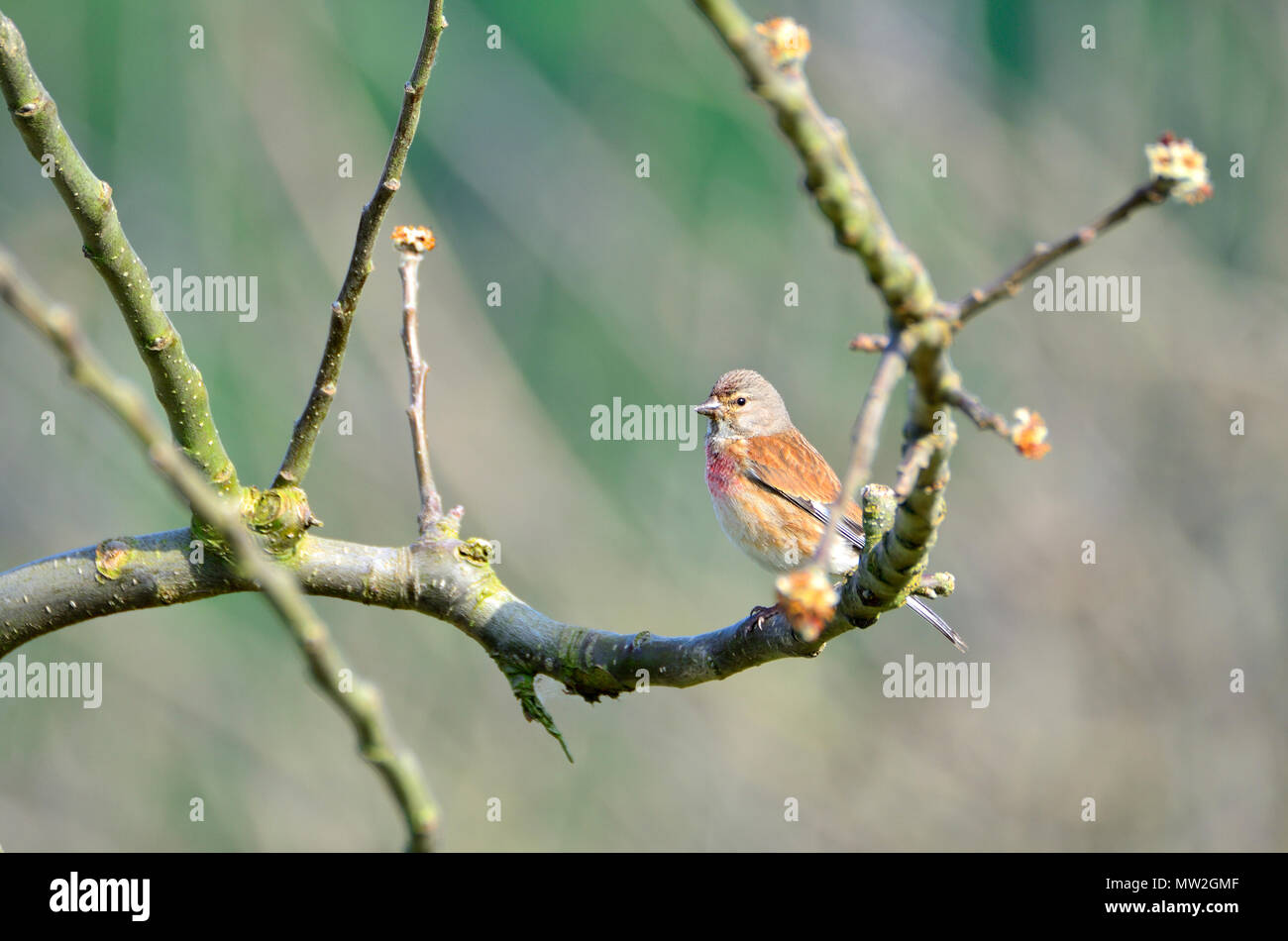 Common linnet on tree hi-res stock photography and images - Alamy