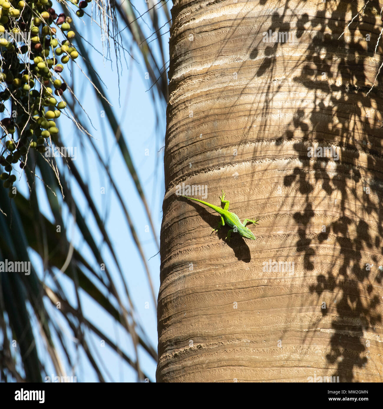Allison's anole, or the Blue-headed anole or lizard Stock Photo - Alamy