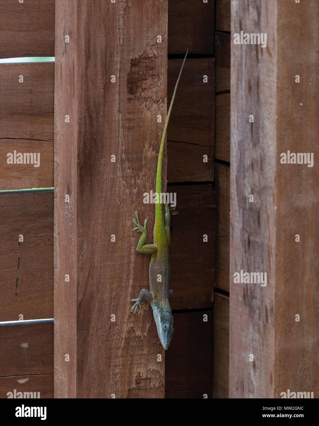 Blue headed anole anolis allisoni hi-res stock photography and images ...