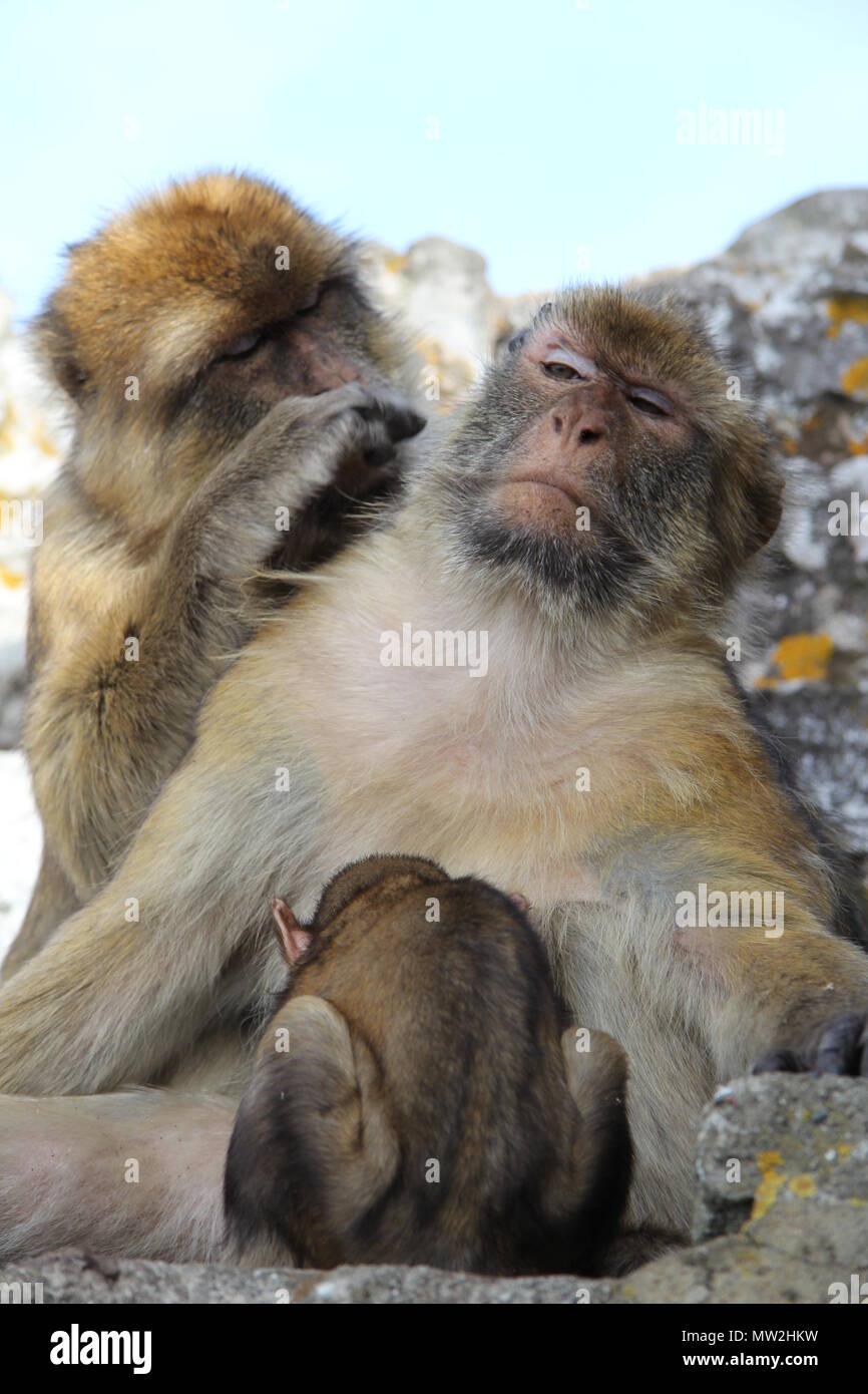 Wild fleas hi-res stock photography and images - Alamy