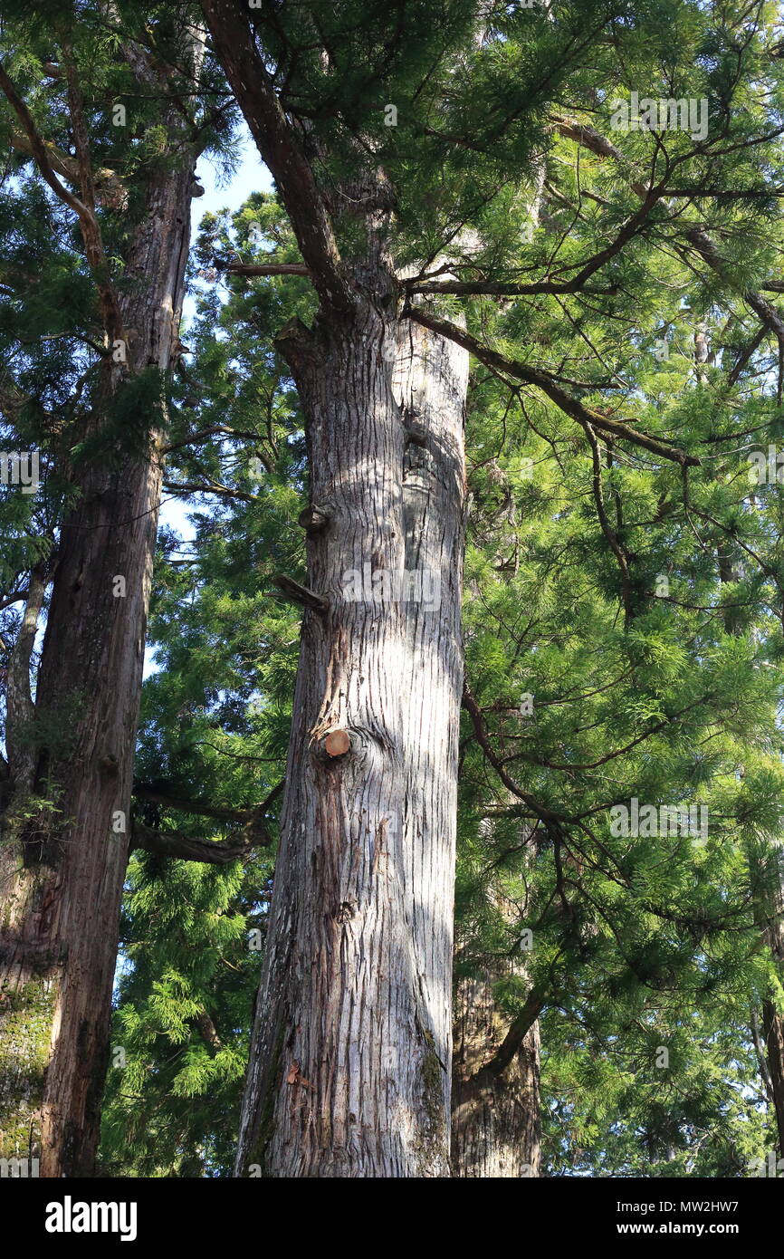 Japanese old cedar in Mitsumine shrine, Saitama Pref, Japan Stock Photo ...